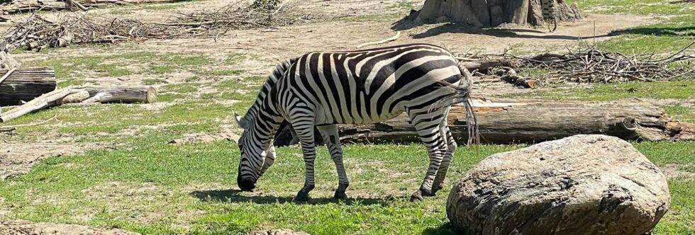 Omaha's Henry Doorly Zoo Guide - Midtown Crossing